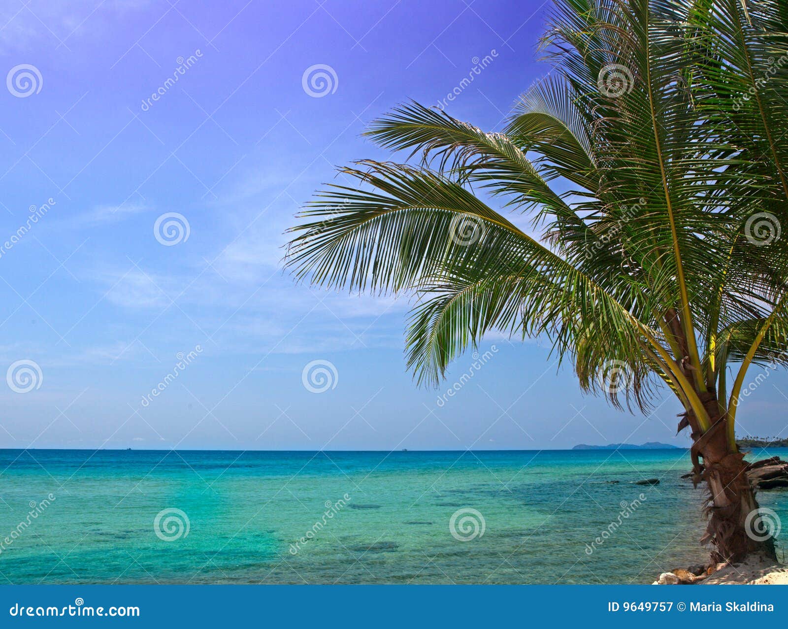 Palm tree near the sea stock image. Image of dream, beautiful - 9649757