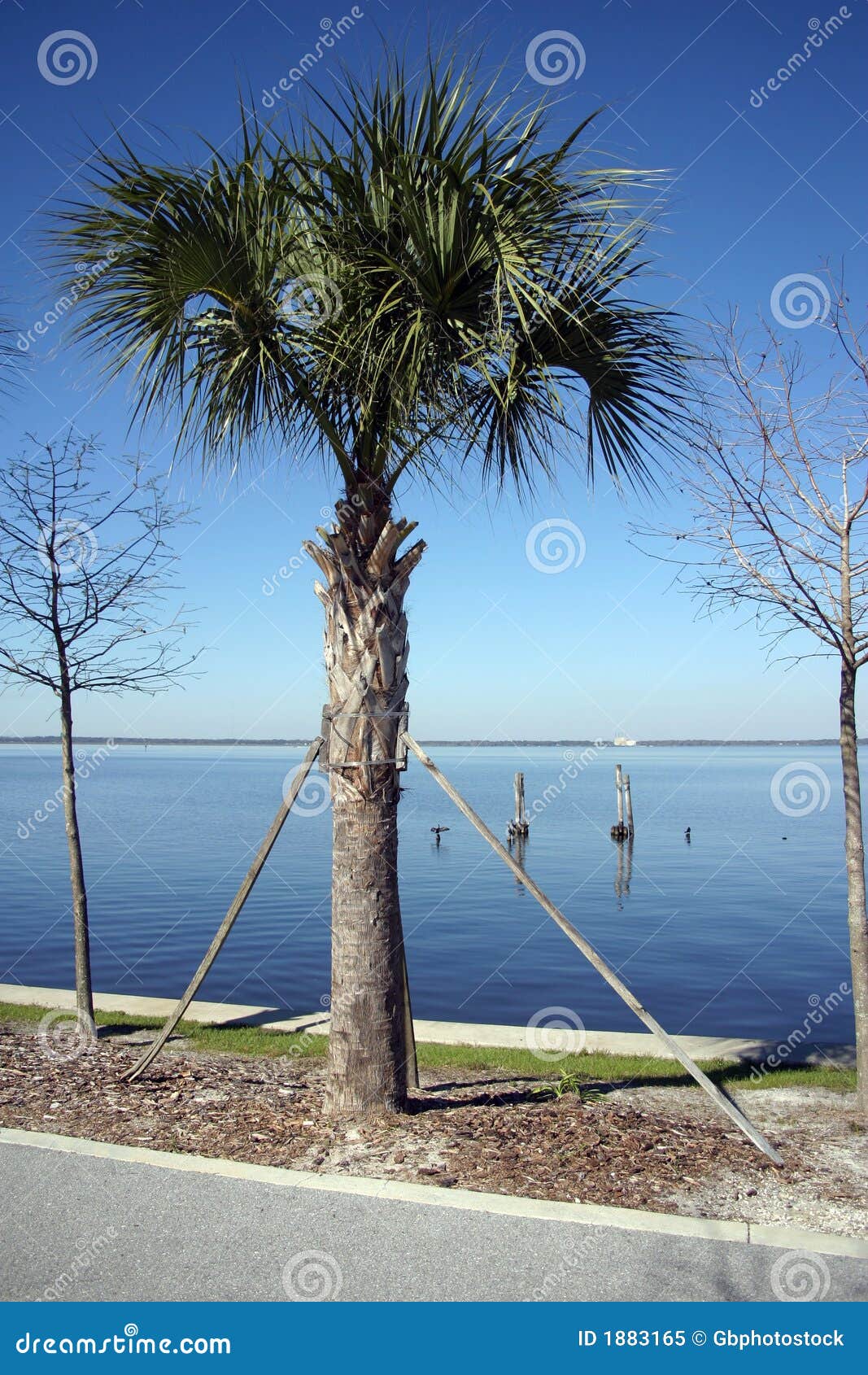 Palm Tree needing support stock image. Image of leaves - 1883165