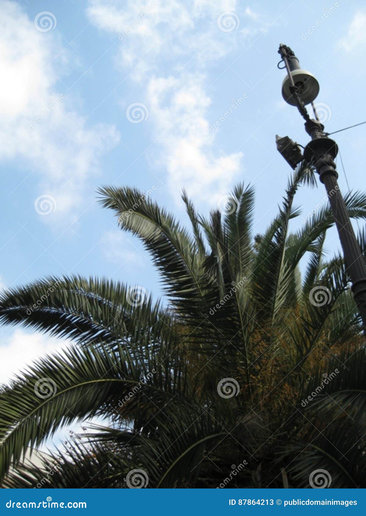Palm-tree-next-to-lamp-post Picture. Image: 87864213