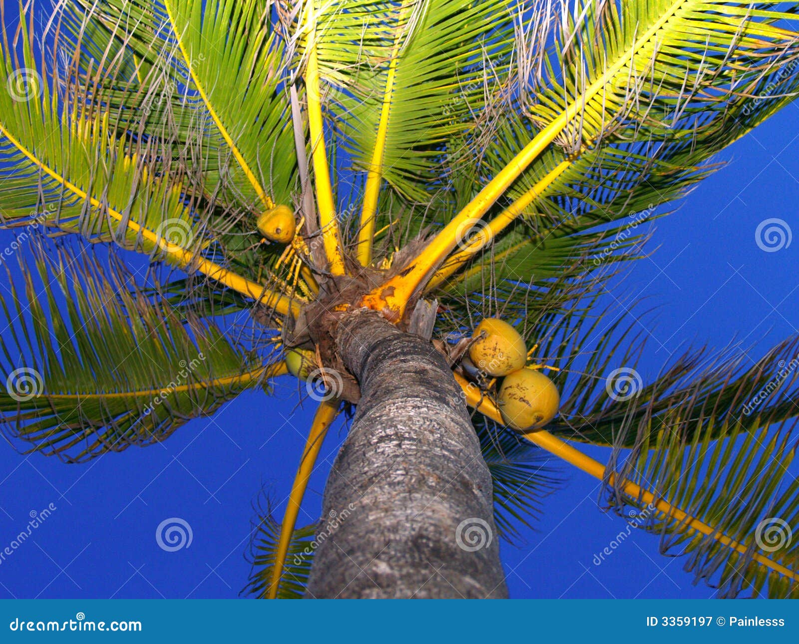 Palm tree at night stock image. Image of water, holiday - 3359197