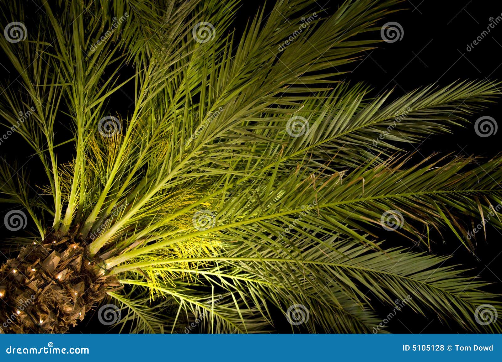 Palm tree at night stock photo. Image of lighted, branch - 5105128