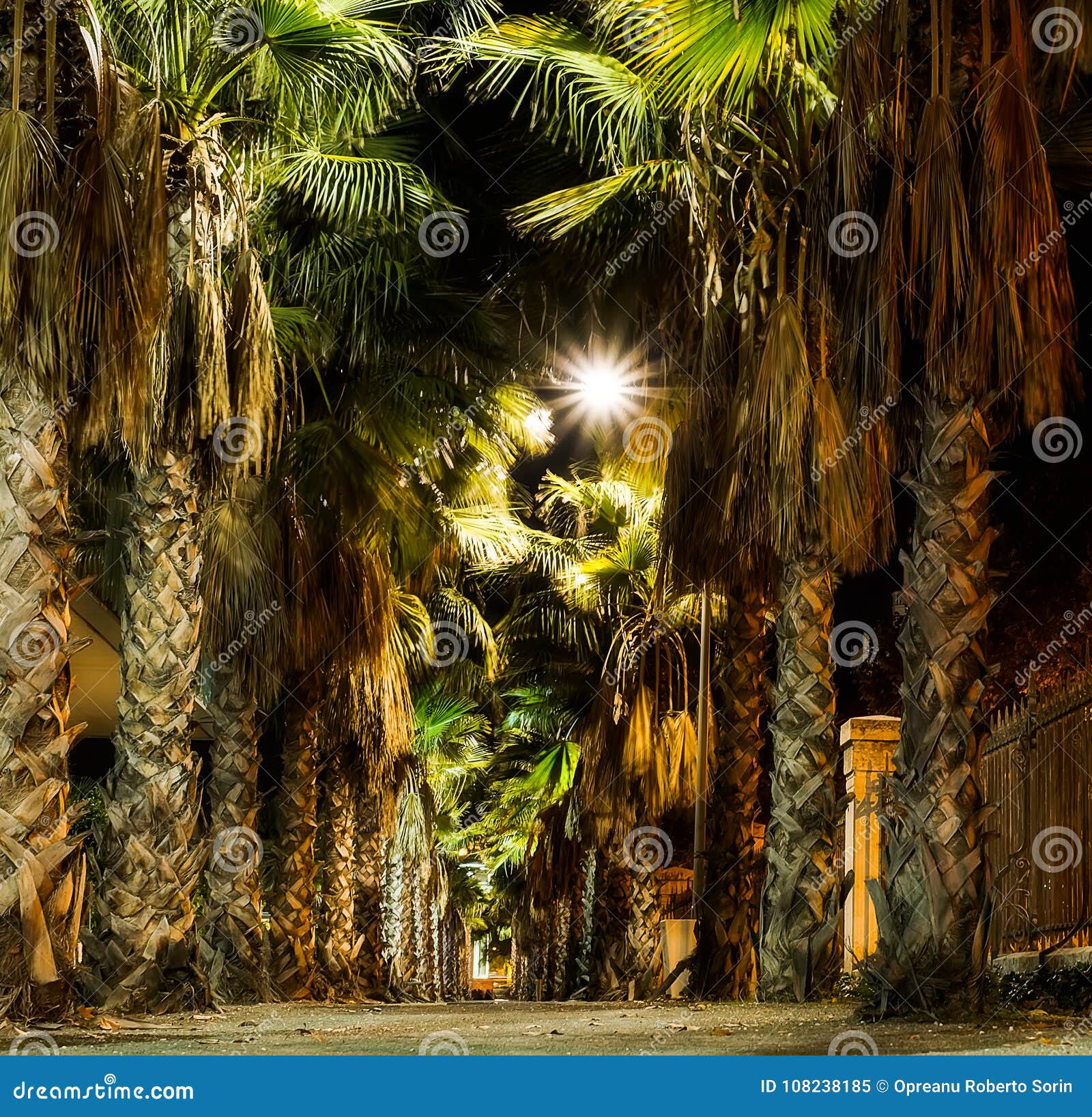Palm tree in night stock image. Image of close, landscape - 108238185