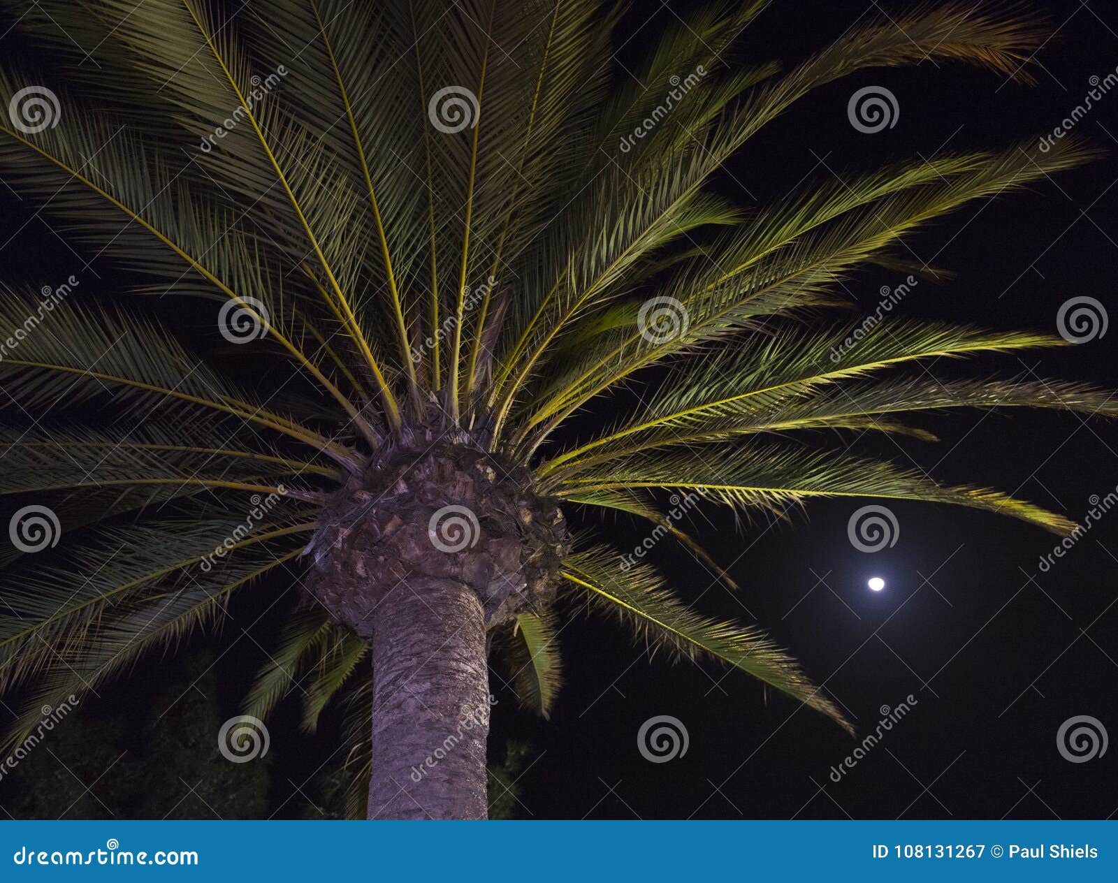 A Palm Tree at Night with the Moon in the Background Stock Image ...