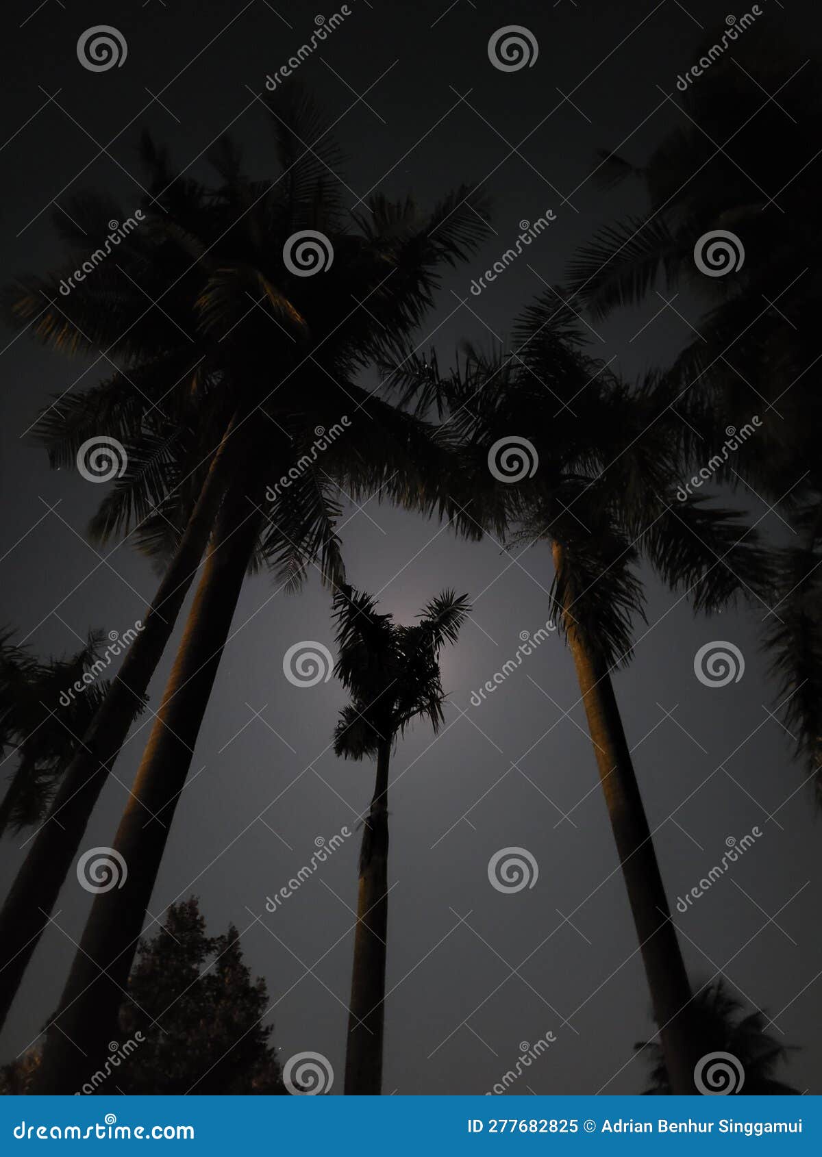 Palm Tree at Night with Moonlight Reflection Stock Image - Image of ...