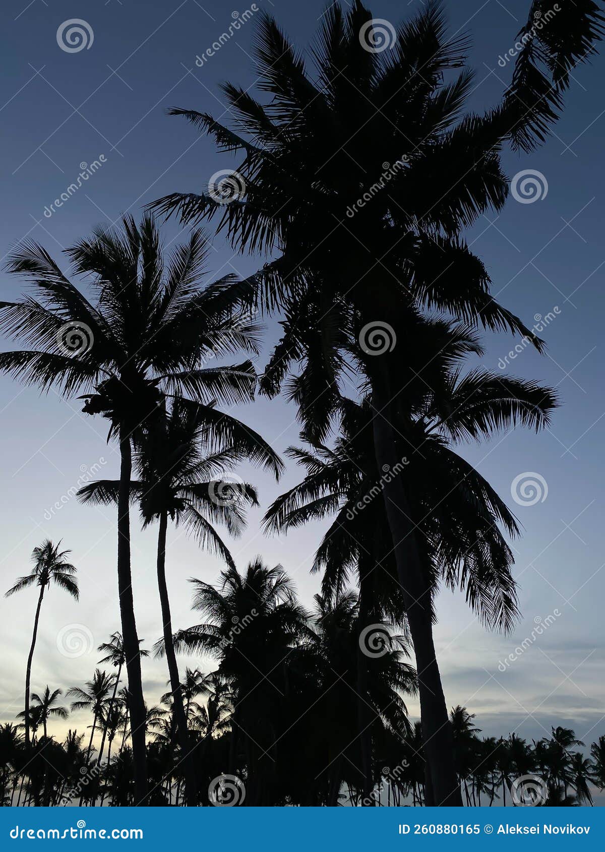 Palm Tree at Night with Sky View Stock Image - Image of life, night ...