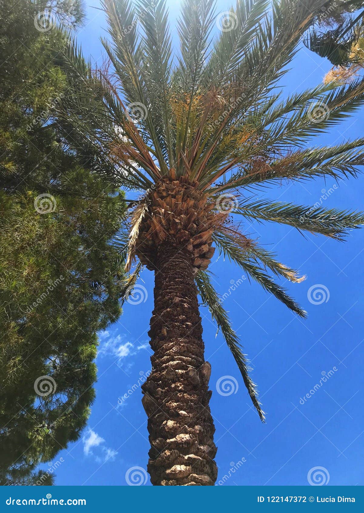 Palm Tree stock photo. Image of cyprus, northern, tourist - 122147372