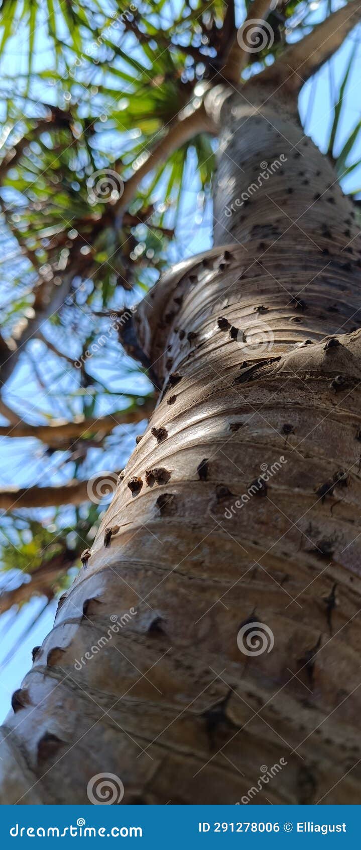 Palm tree in Nusa Dua Bali stock photo. Image of forest - 291278006