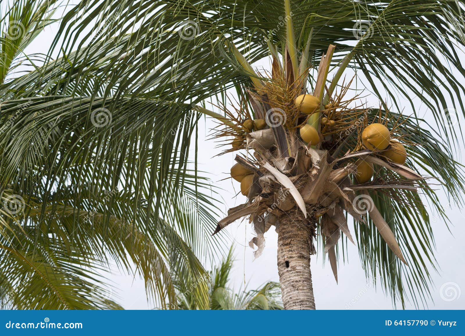 Palm tree nuts stock photo. Image of yellow, tropical - 64157790
