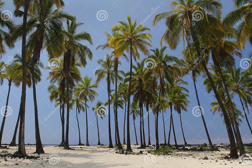 Palm Tree Oasis 1 stock image. Image of travel, oasis - 17297821