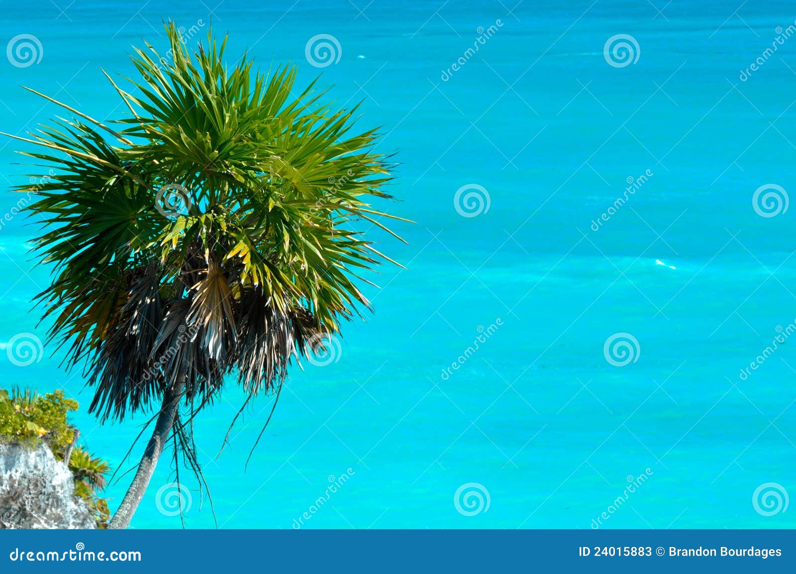 Palm Tree with Ocean stock image. Image of nature, recreation - 24015883