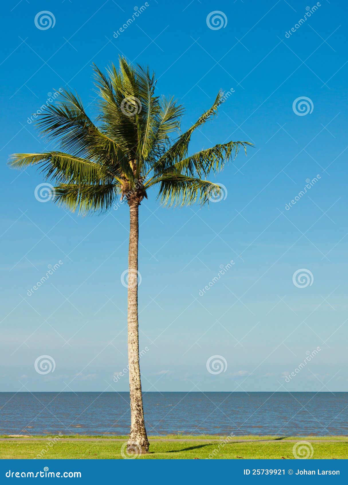 Palm tree by the ocean stock image. Image of landscape - 25739921