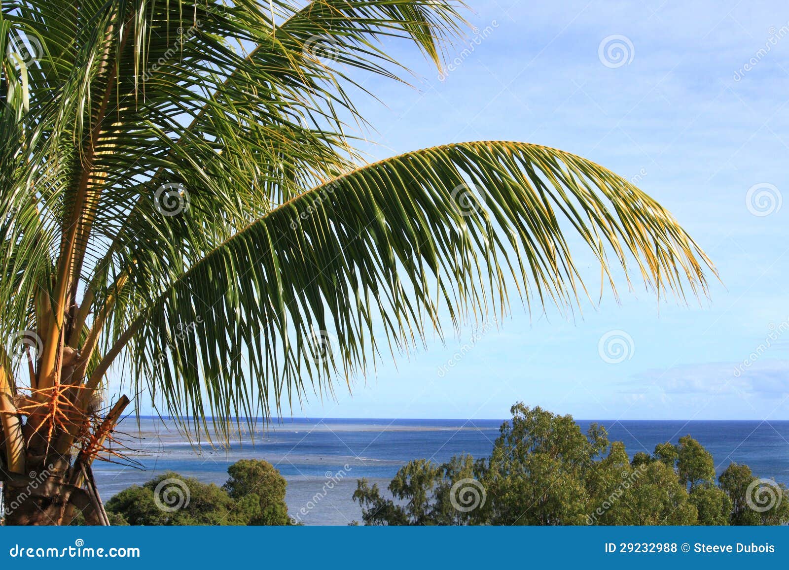 Palm Tree with Ocean in the Background Stock Photo - Image of tropical ...