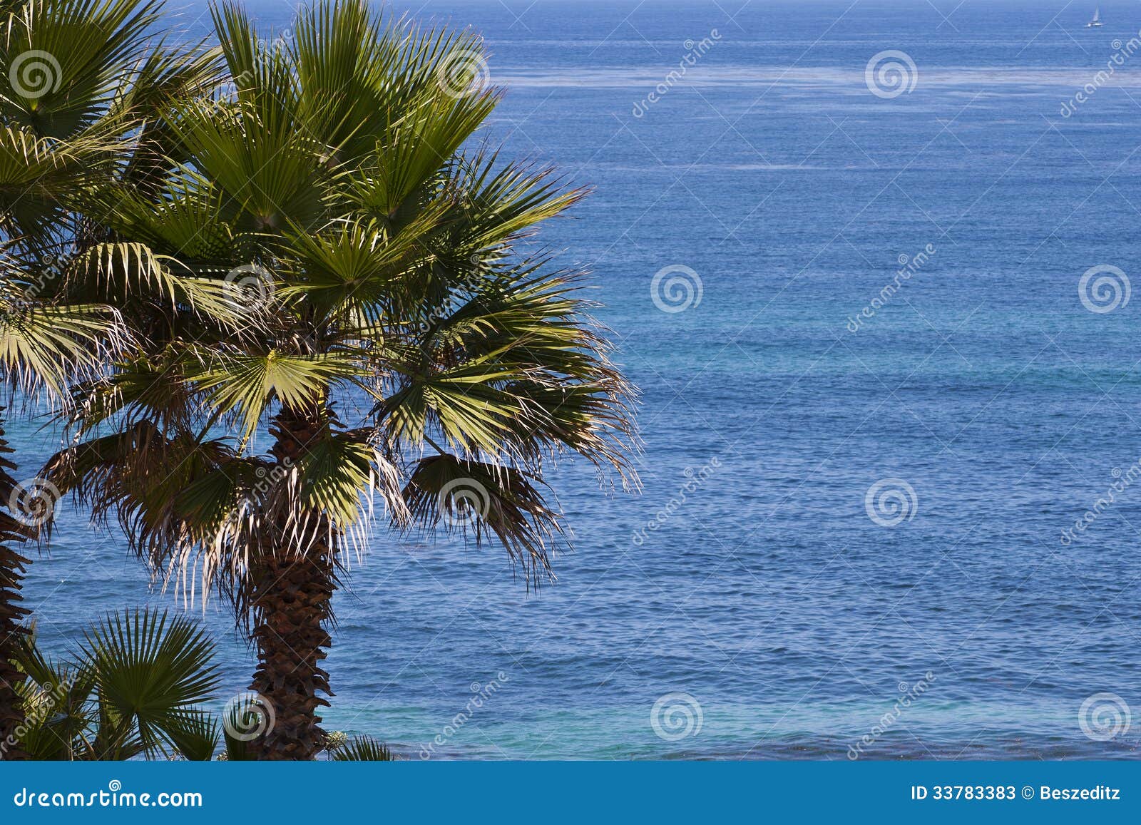 Palm tree ocean bakground stock image. Image of background - 33783383