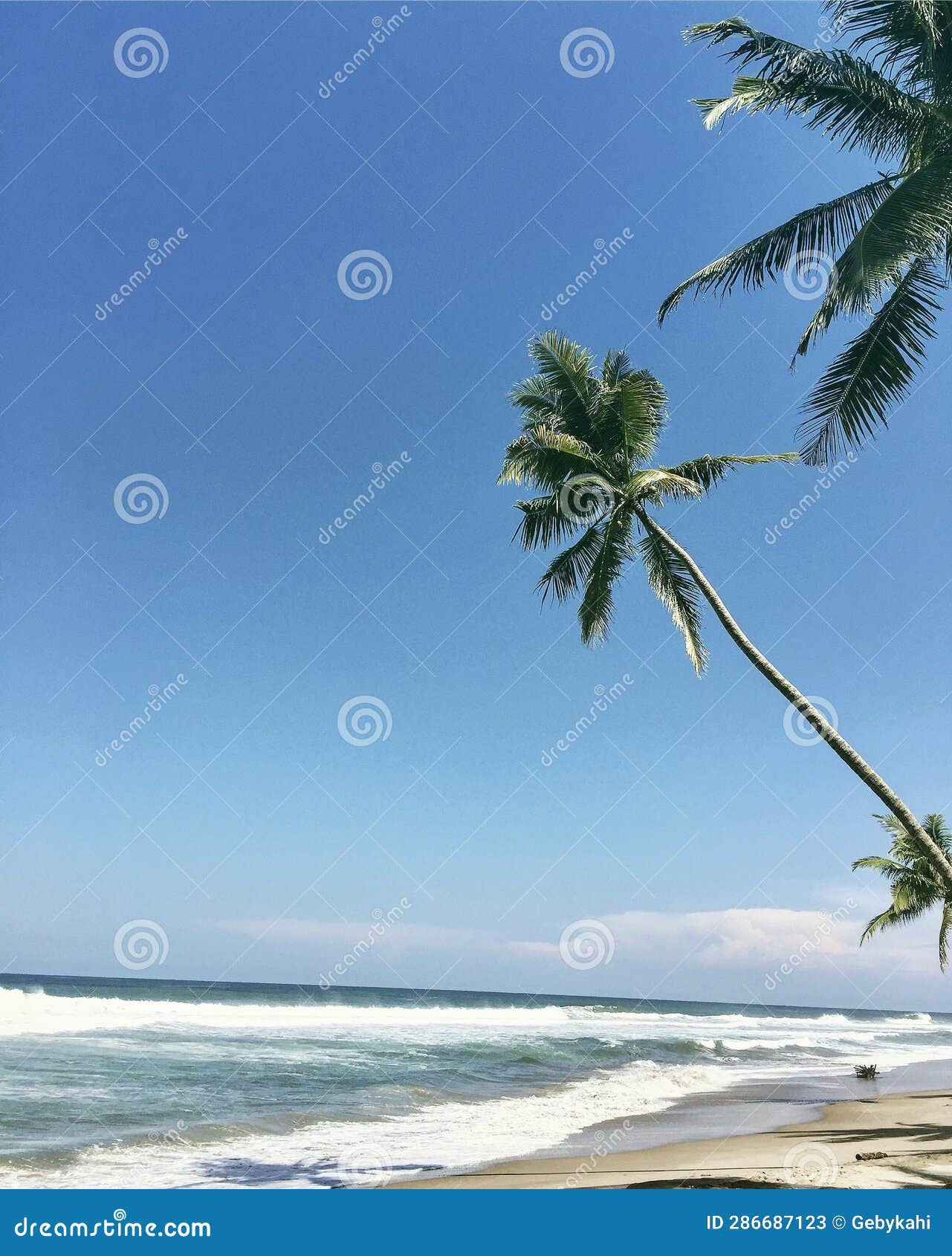 Palm tree in the ocean stock image. Image of palm, blue - 286687123
