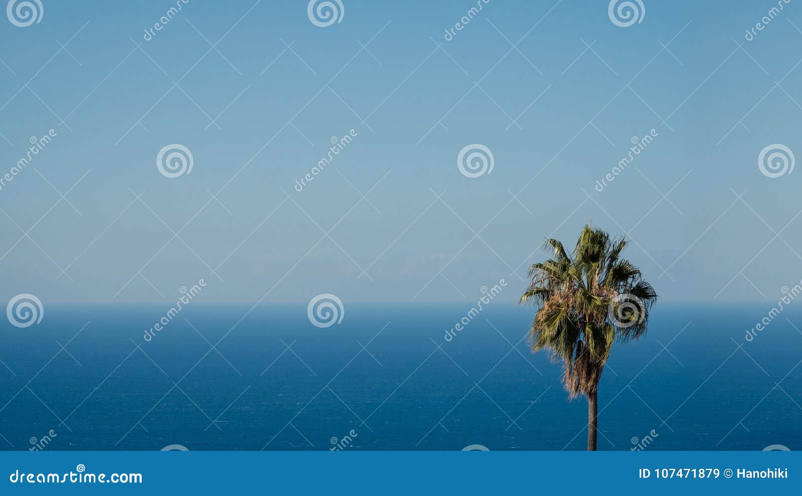 Palm Tree with Ocean and Blue Sky Background Stock Image - Image of ...