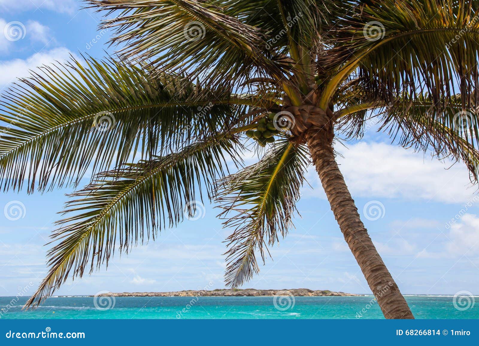 Palm Tree with Ocean and Blue Sky Stock Photo - Image of island ...