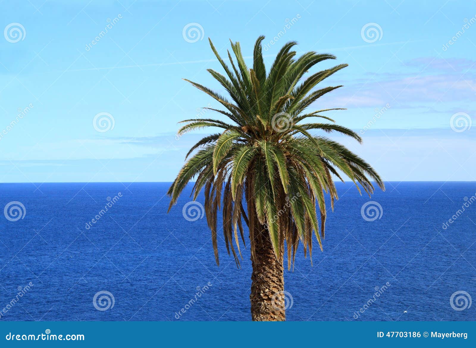 Palm tree and ocean stock photo. Image of tropical, caribbean - 47703186