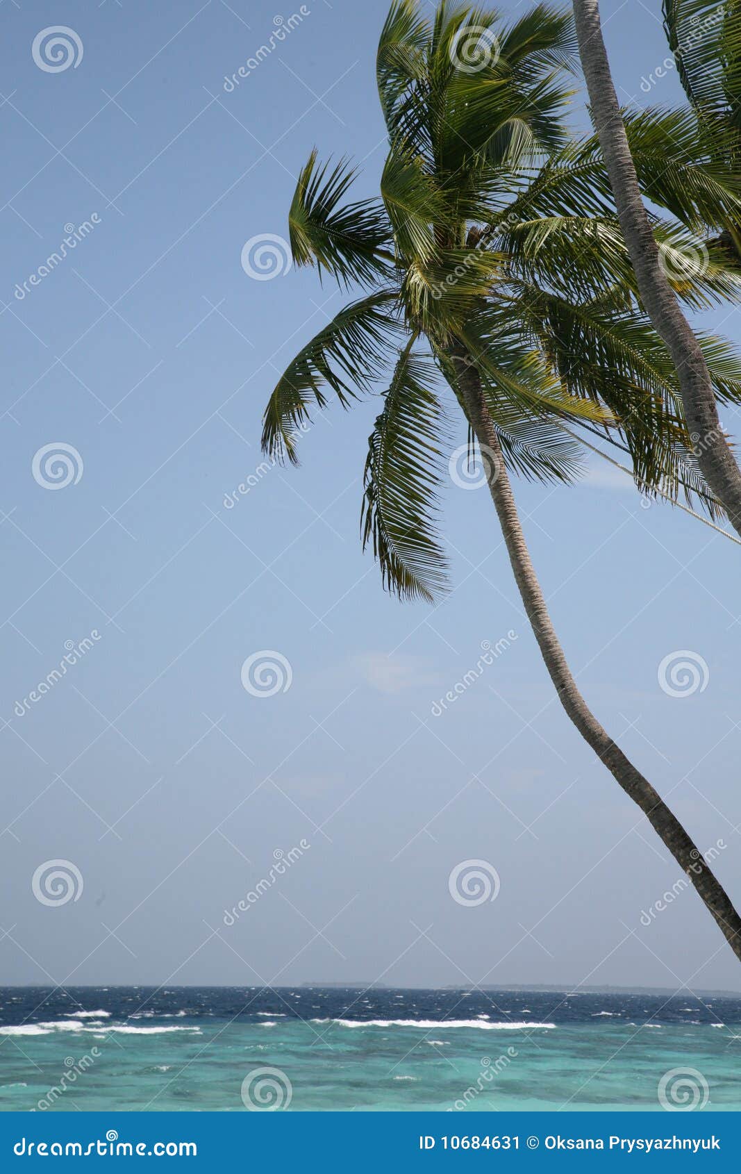 Palm Tree on an Ocean Coast Stock Image - Image of water, ocean: 10684631
