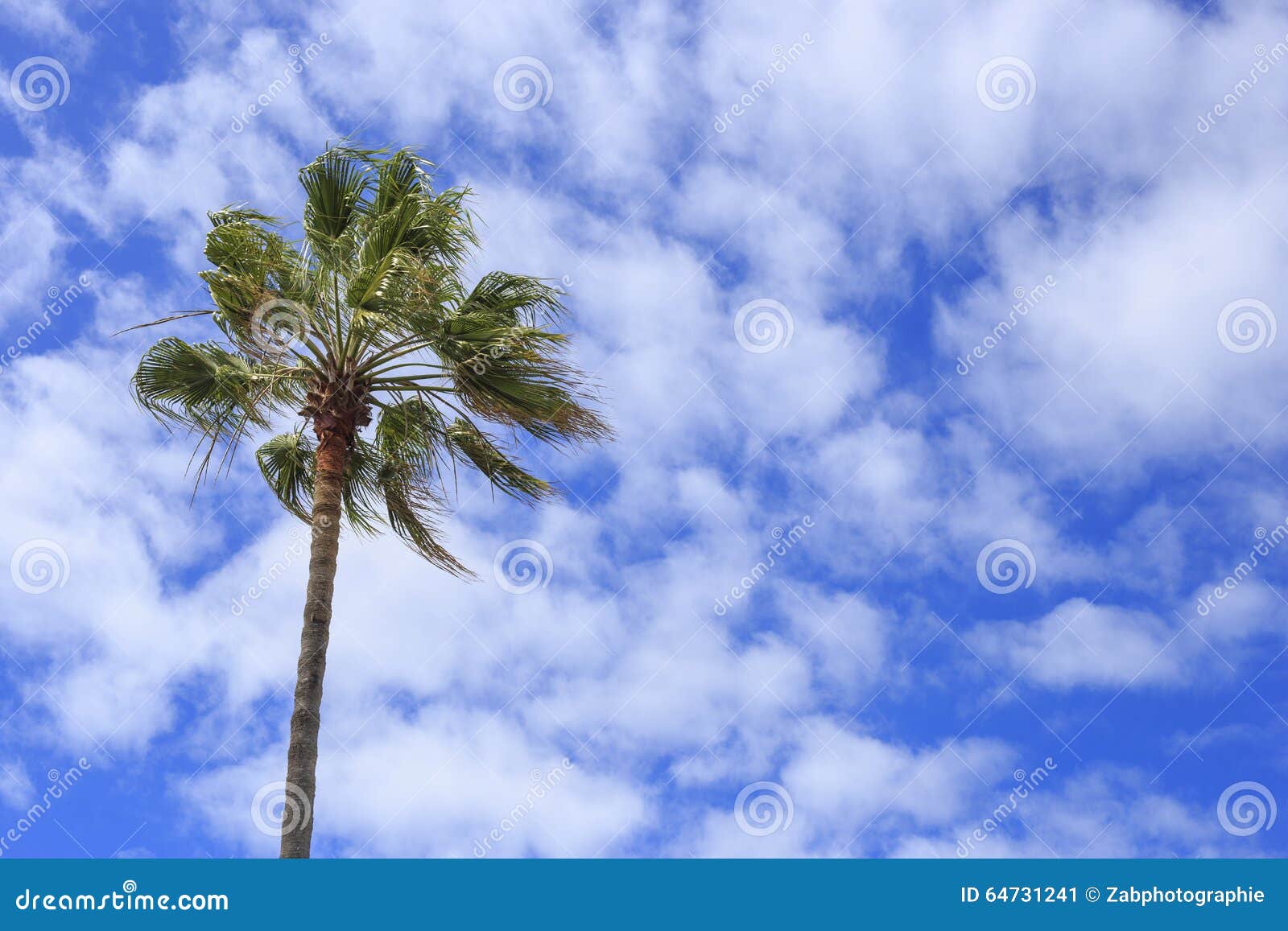 Palm Tree with Ocean View stock image. Image of blue - 64731241