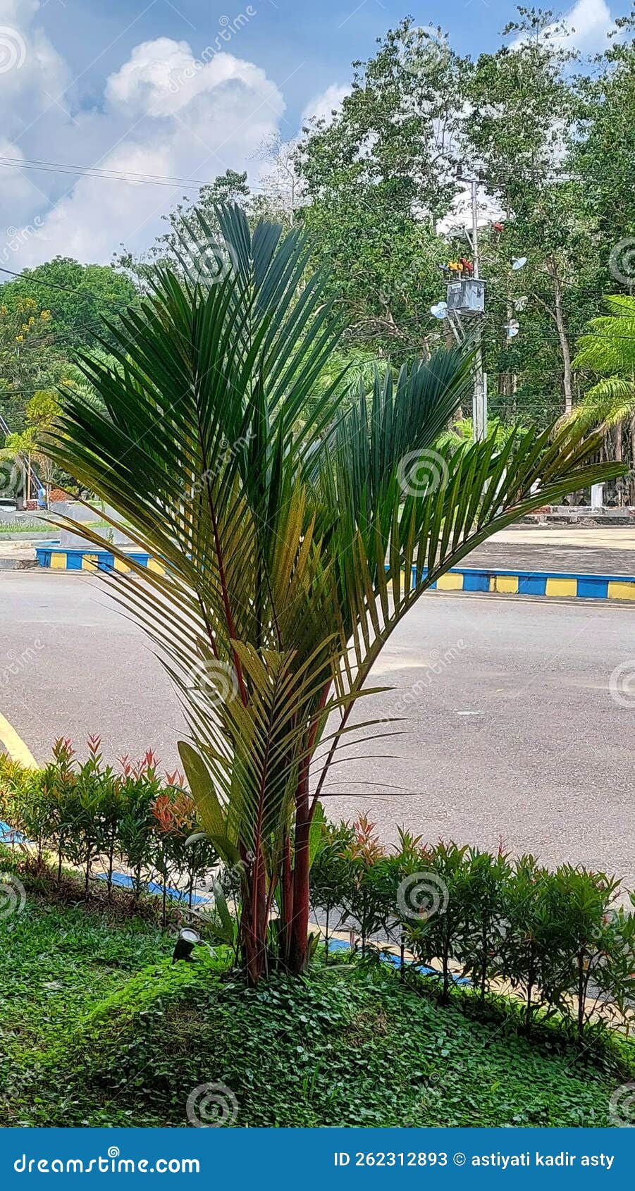 Palm tree in office yard stock image. Image of yard - 262312893