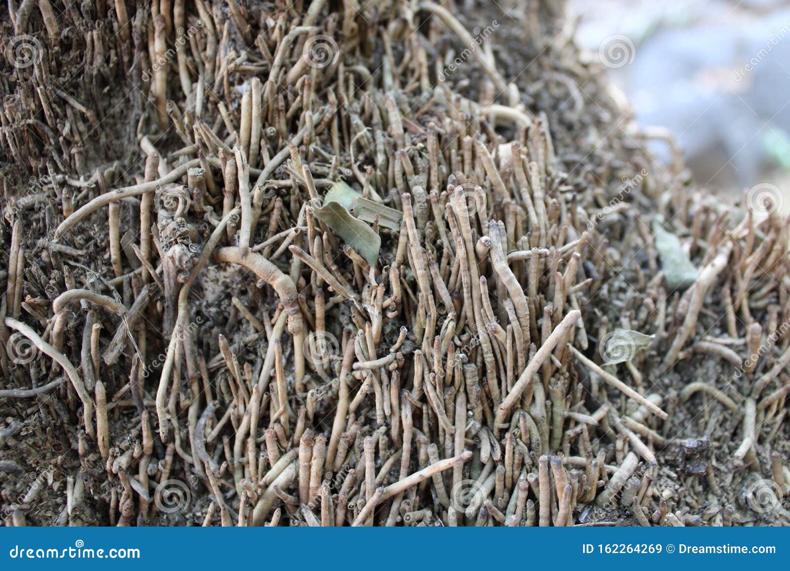 Palm tree old root image stock image. Image of palm - 162264269