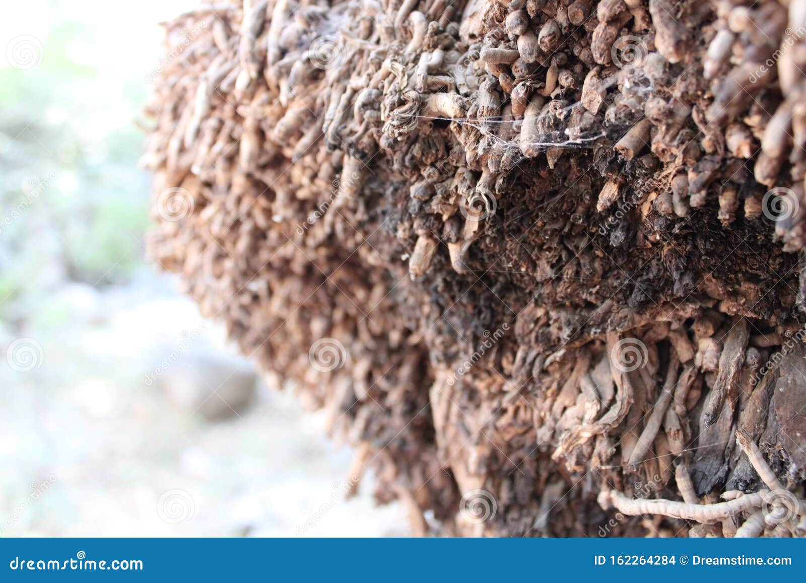 Palm tree old root image stock photo. Image of tree - 162264284