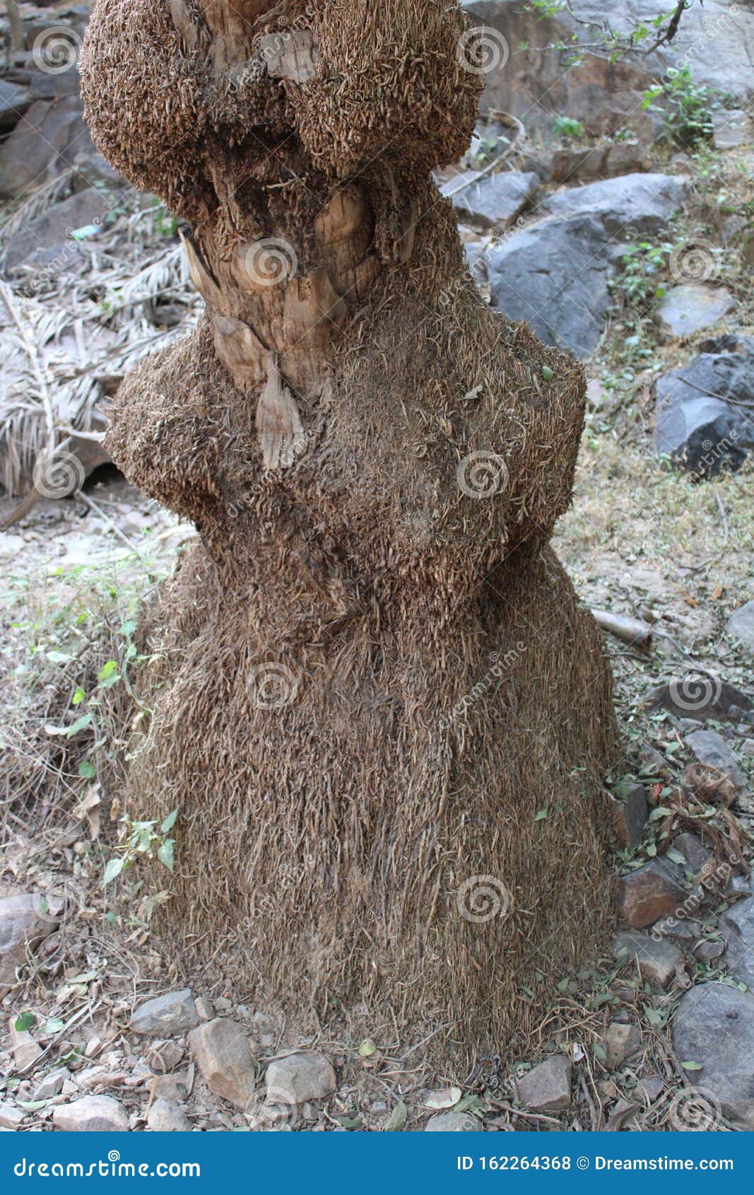 Palm tree old root image stock photo. Image of closeup - 162264368