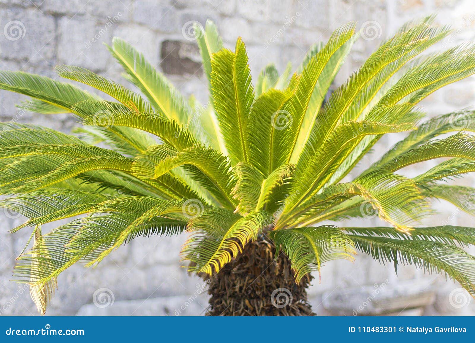 Palm tree in the old town stock image. Image of fluffy - 110483301