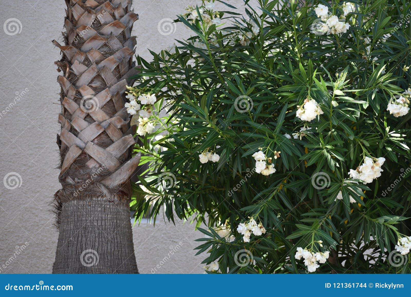 Palm Tree and Oleander stock photo. Image of leaves - 121361744