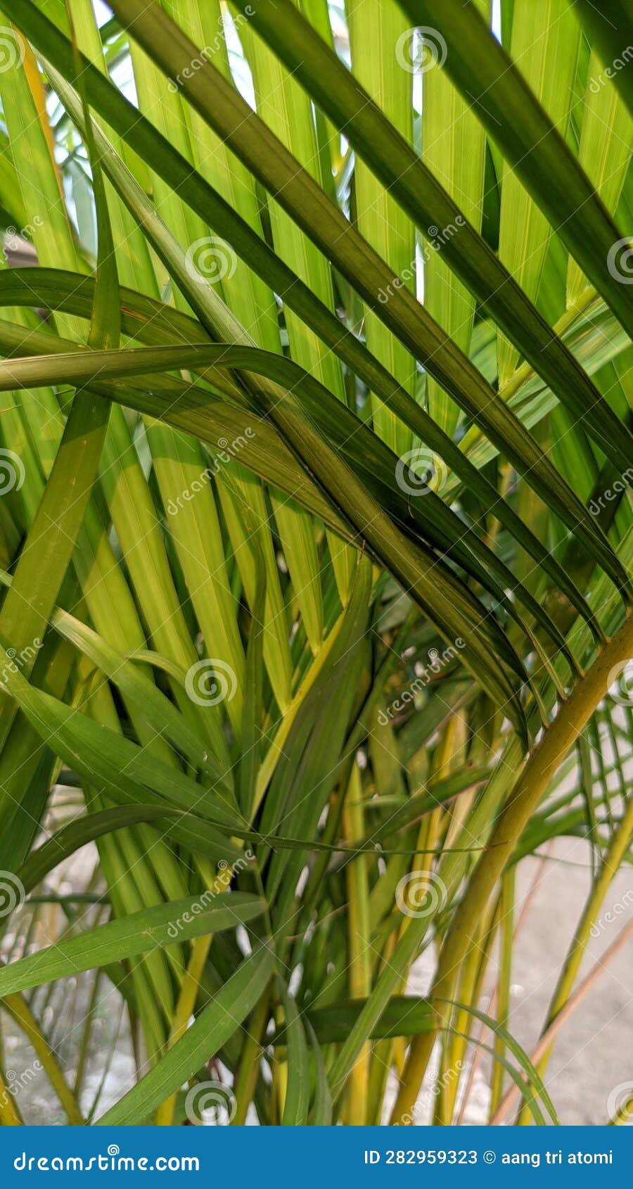 Palm Tree on Side of Road in Town Stock Image - Image of farming, farm ...