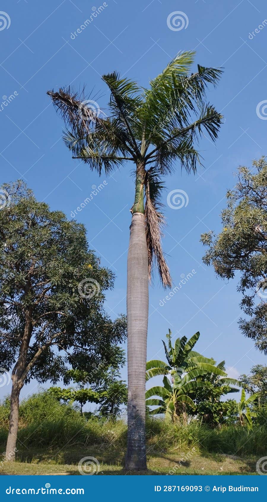Palm Tree with One Branch of Dry Leaves Stock Image - Image of palm ...