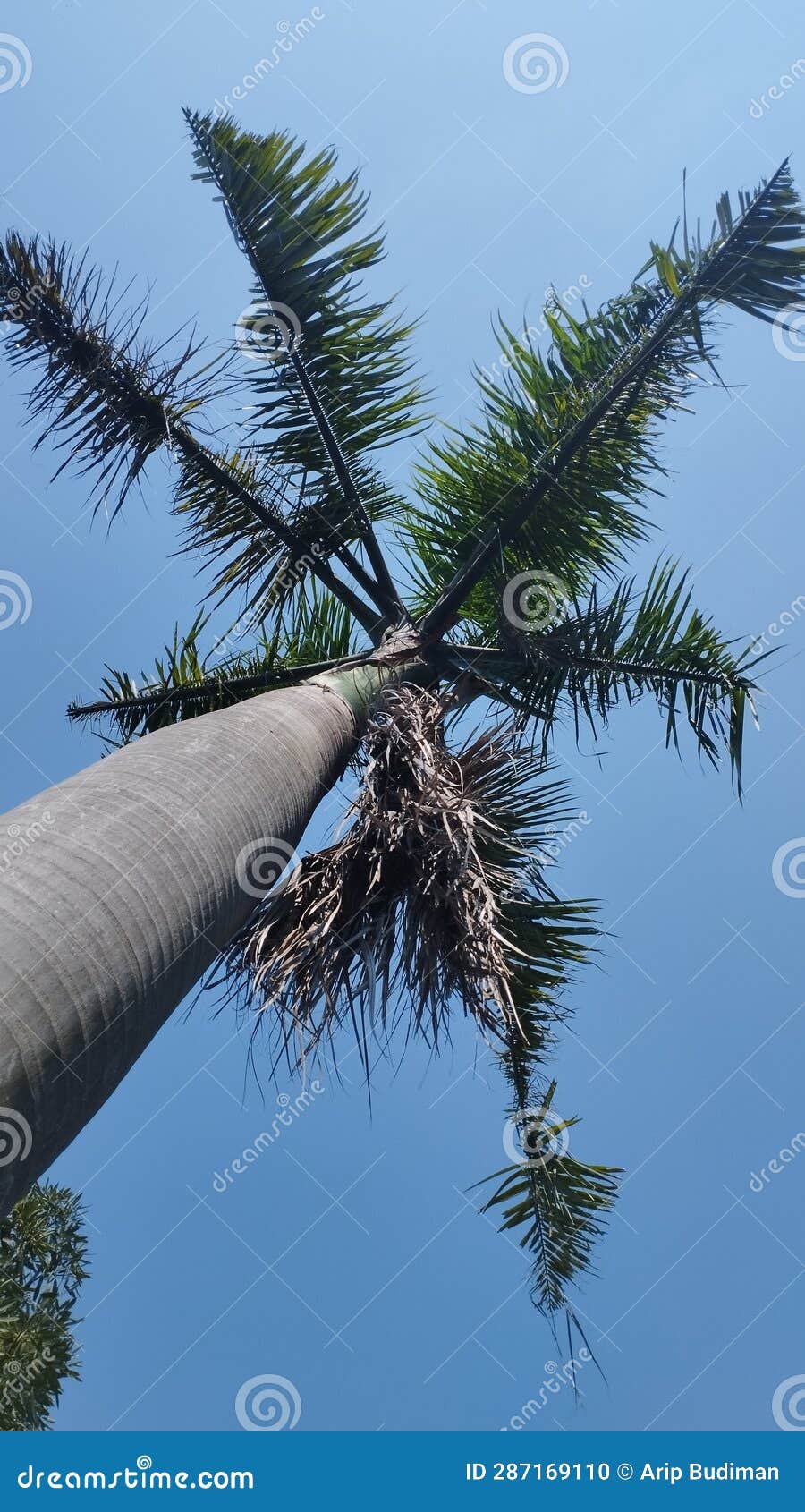 Palm Tree with One Branch of Dry Leaves Stock Photo - Image of tree ...