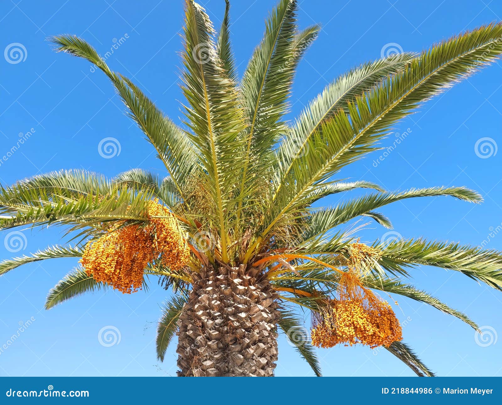 Palm Tree with Orange Dates and Blue Sky in the Sun Stock Photo - Image ...
