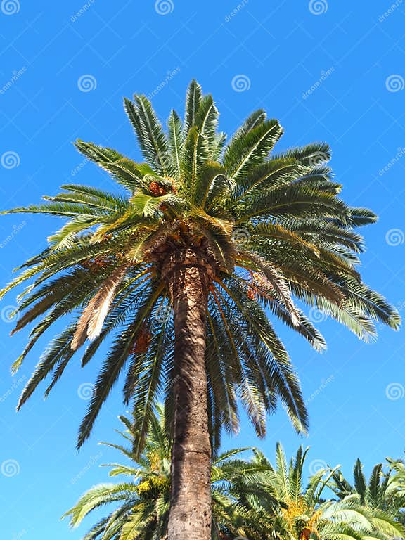 Palm Tree with Orange Dates Isolated with Blue Sky Stock Image - Image ...