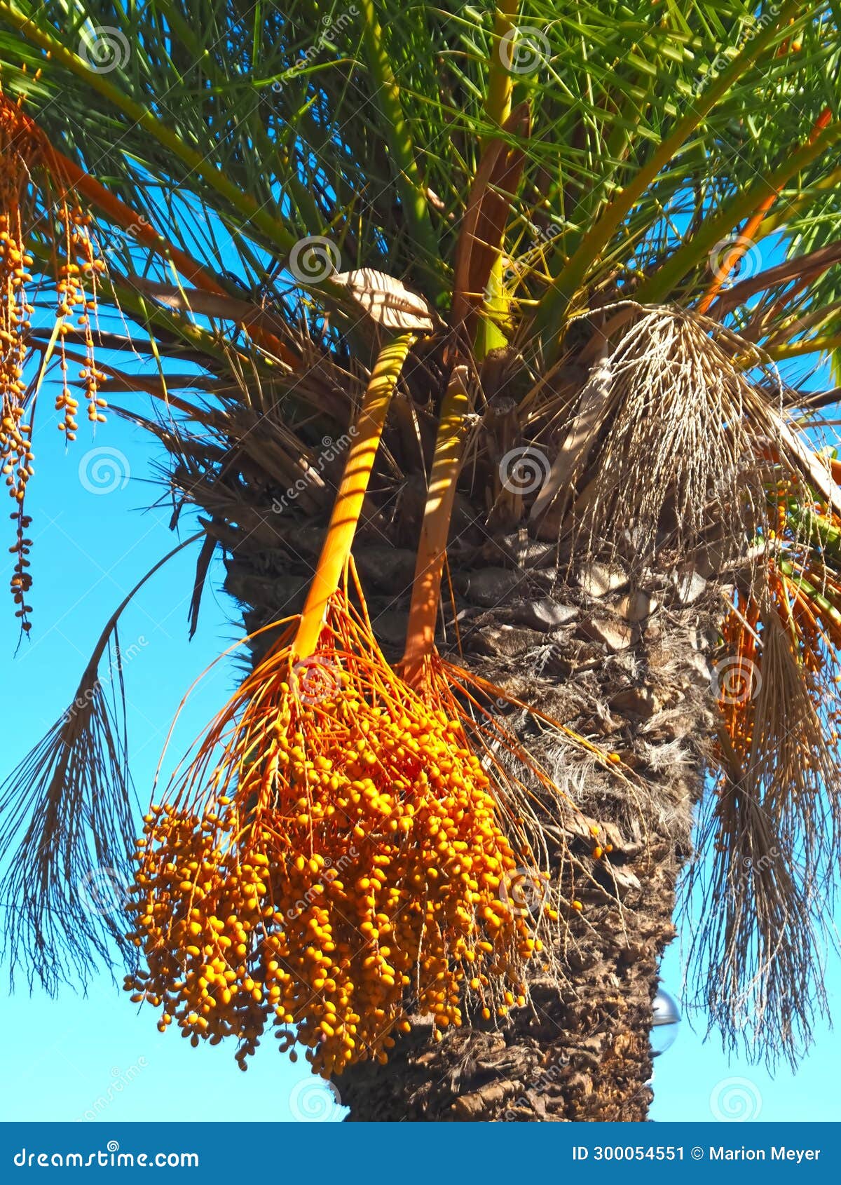 Palm Tree with Orange Dates Isolated with Blue Sky Stock Image - Image ...