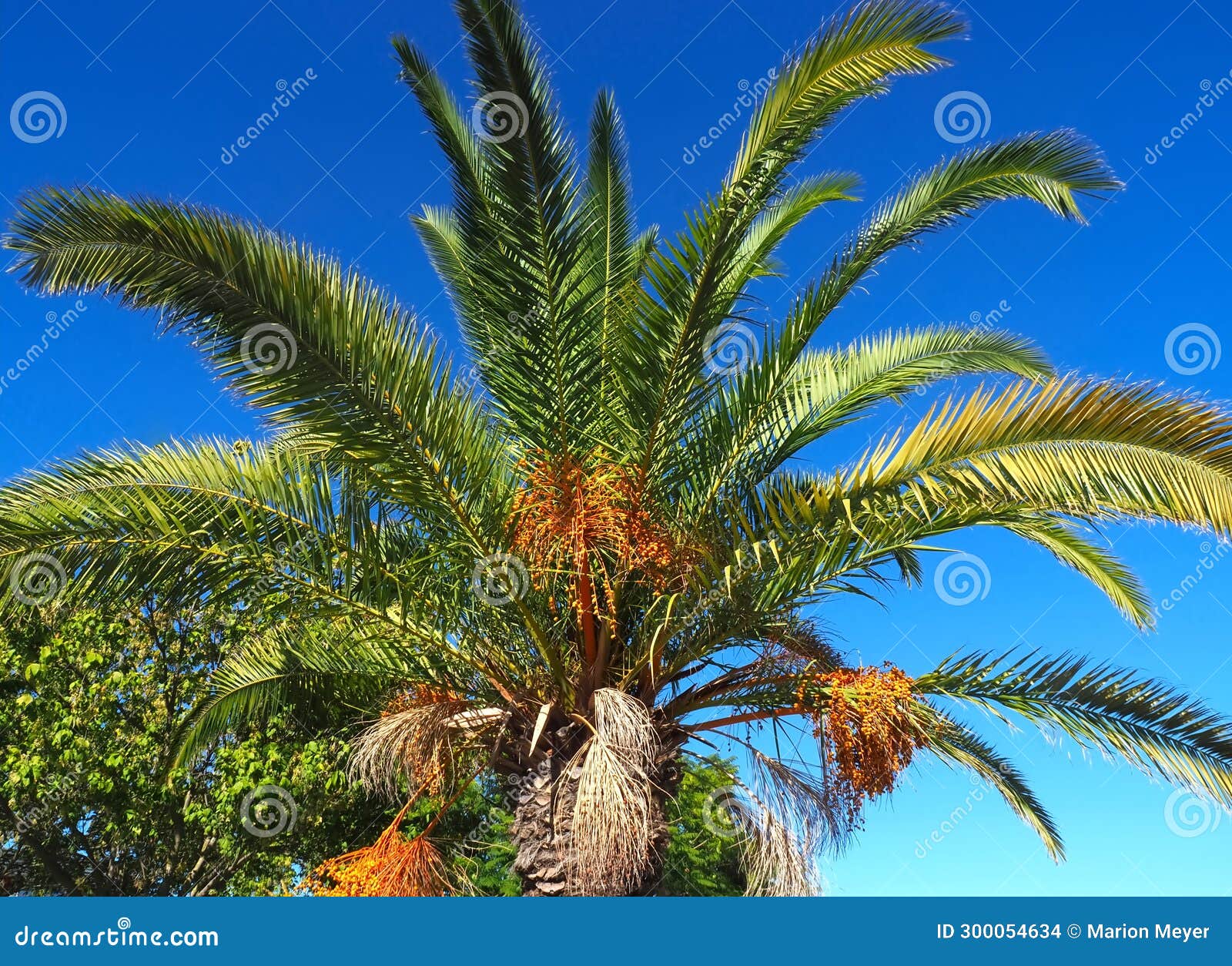 Palm Tree with Orange Dates Isolated with Blue Sky Stock Photo - Image ...