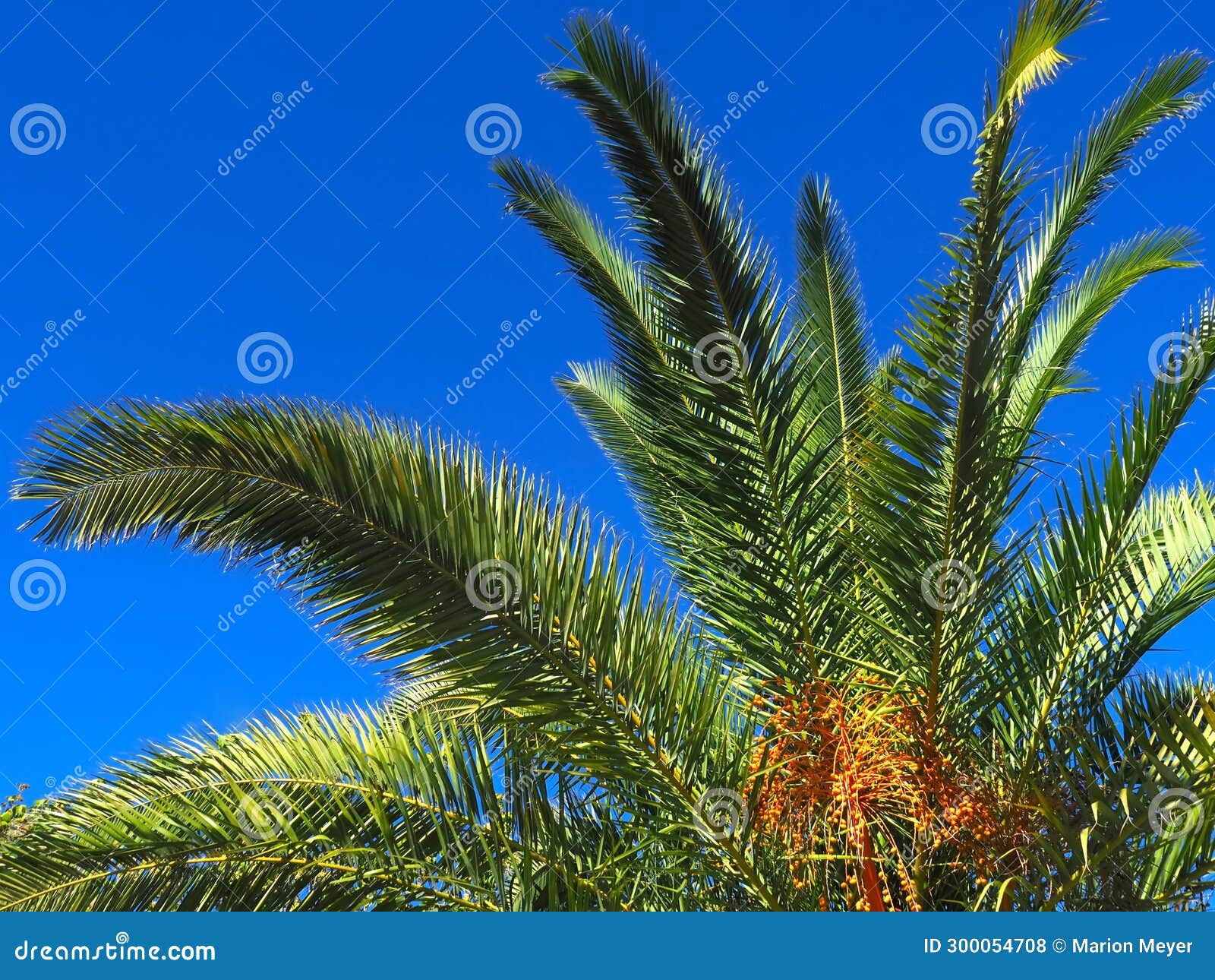 Palm Tree with Orange Dates Isolated with Blue Sky Stock Photo - Image ...