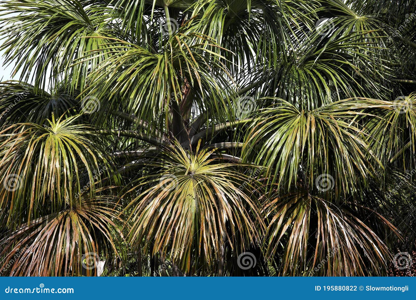 Palm Tree at Orinoco Delta in Venezuela Stock Photo - Image of south ...
