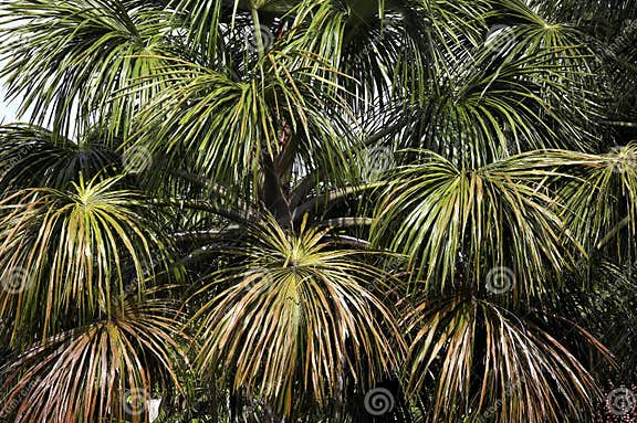 Palm Tree at Orinoco Delta in Venezuela Stock Photo - Image of south ...