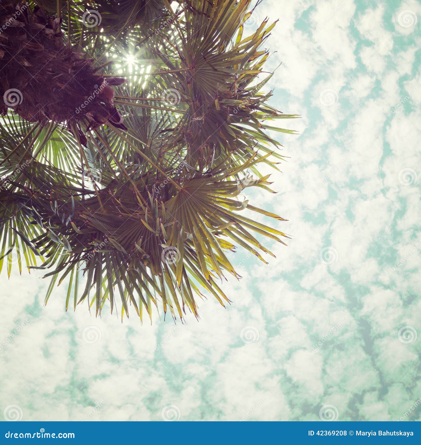 Palm Tree Over Beautiful Clouds and Sun Stock Photo - Image of tropic ...