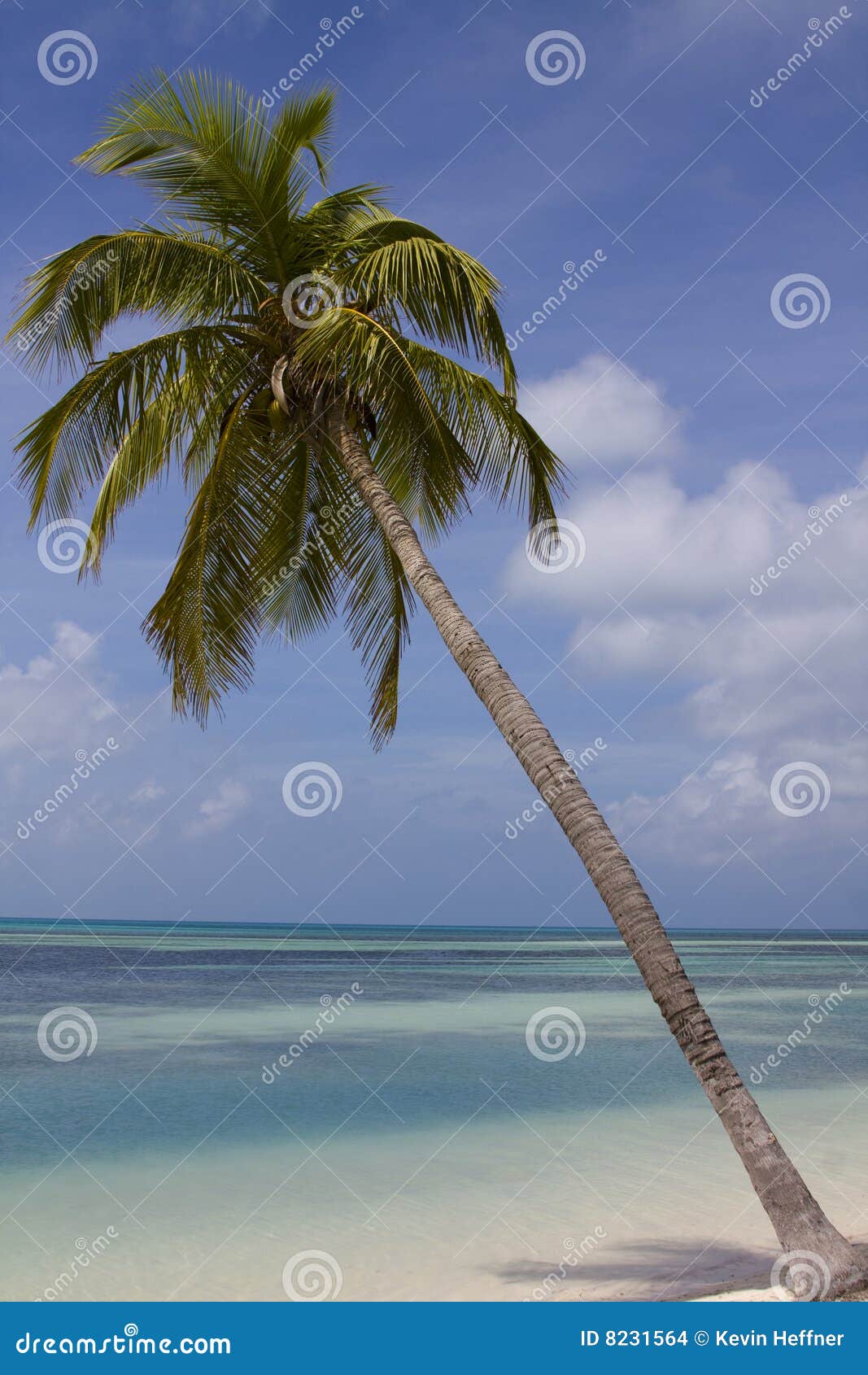 Palm Tree Over Blue Water stock photo. Image of palm, water - 8231564
