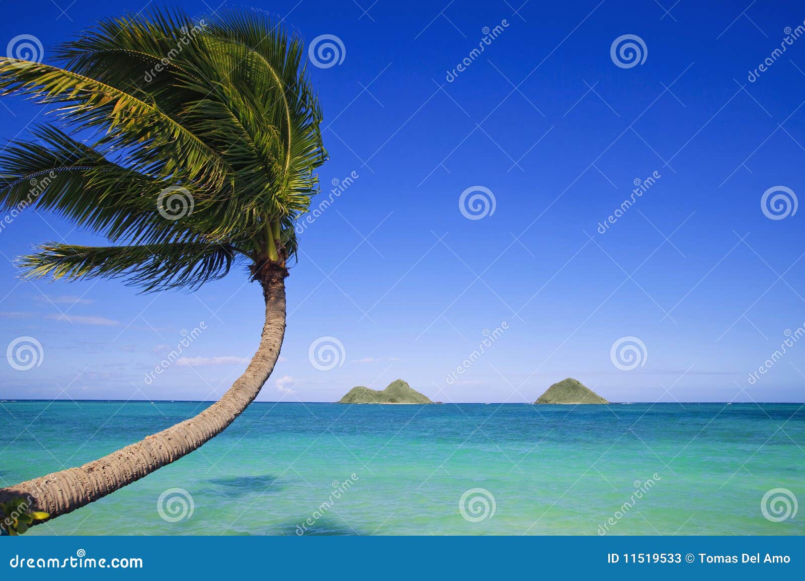 Palm tree over the ocean stock image. Image of blue, ocean - 11519533