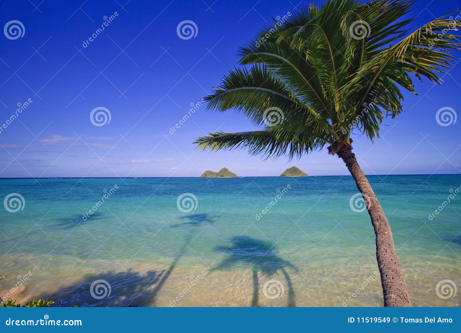 Palm tree over the ocean stock image. Image of lanikai - 11519549