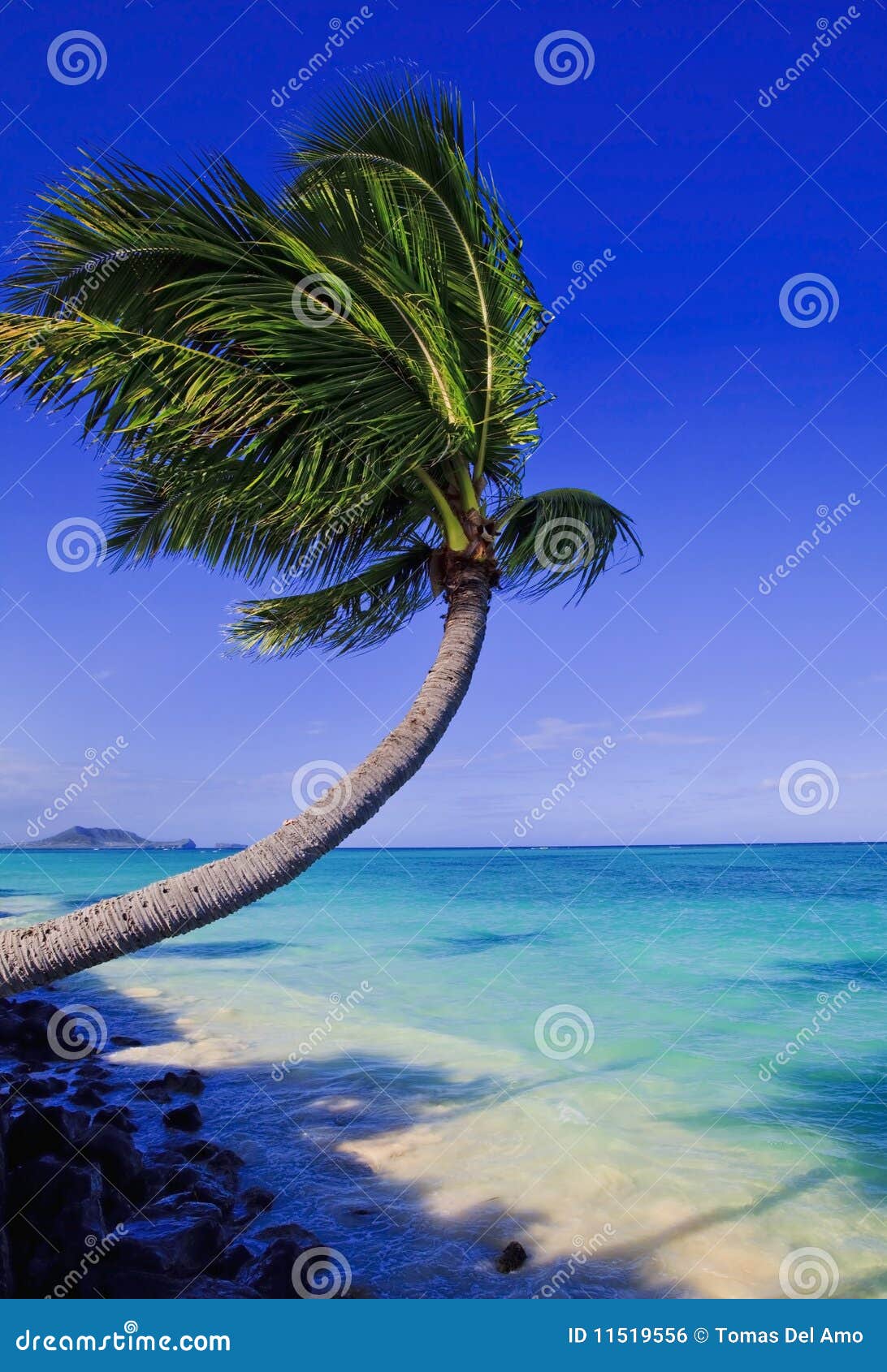 Palm tree over the ocean stock photo. Image of ocean - 11519556