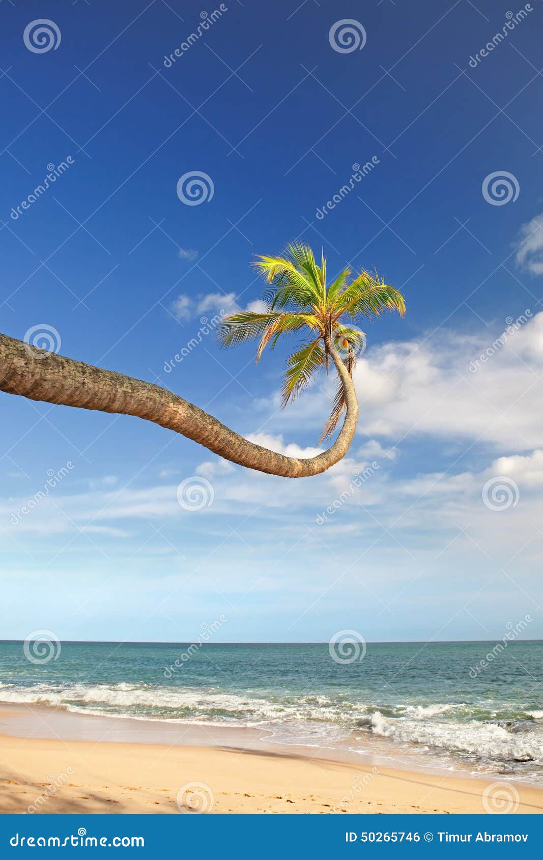 Palm tree over the ocean stock photo. Image of green - 50265746