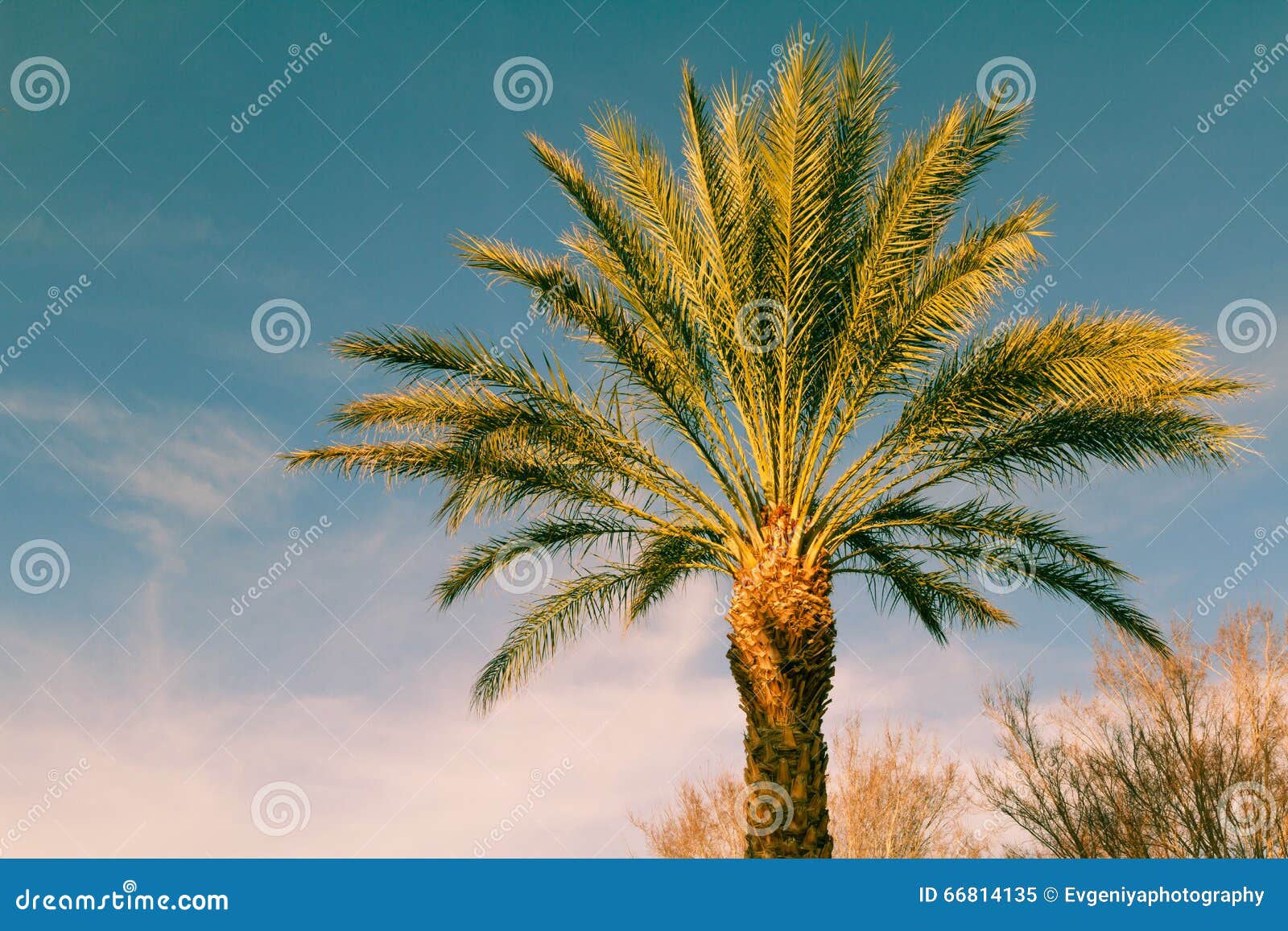 Palm Tree Over Sky Background Stock Image - Image of nature, retro ...
