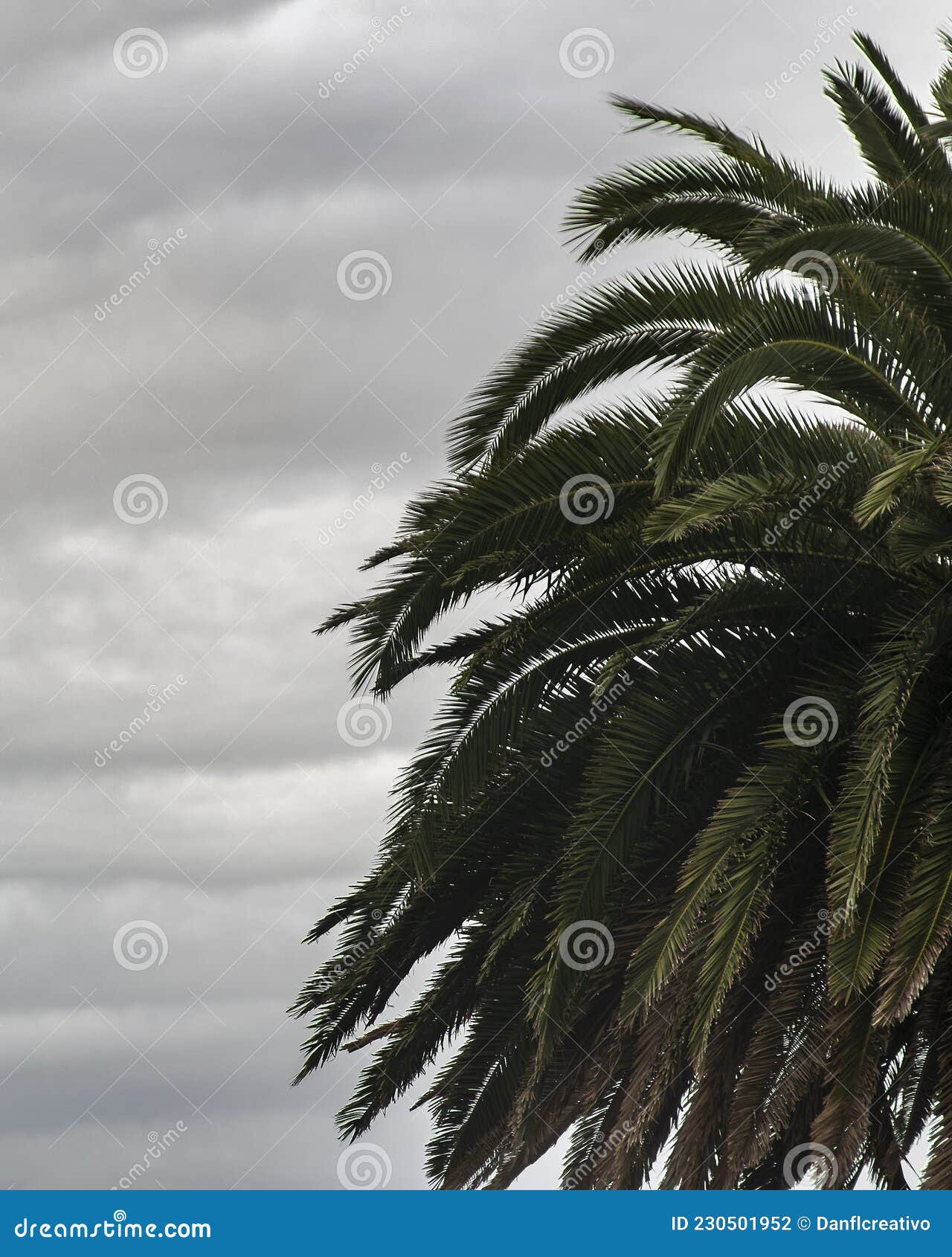 Palm Tree Over Stormy Sky Background Stock Photo - Image of natural ...