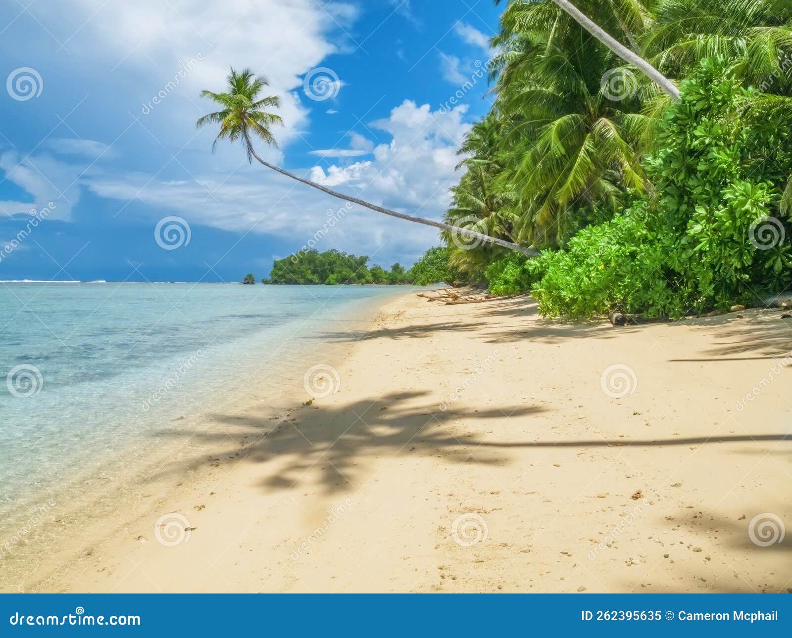 Palm Tree Over a Tropical Beach Stock Image - Image of tranquil, palm ...
