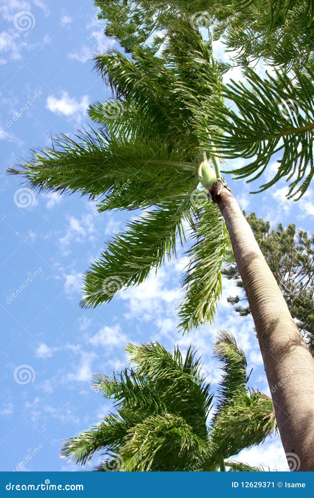 Palm Tree Over Tropical Sky Stock Image - Image of nature, coast: 12629371