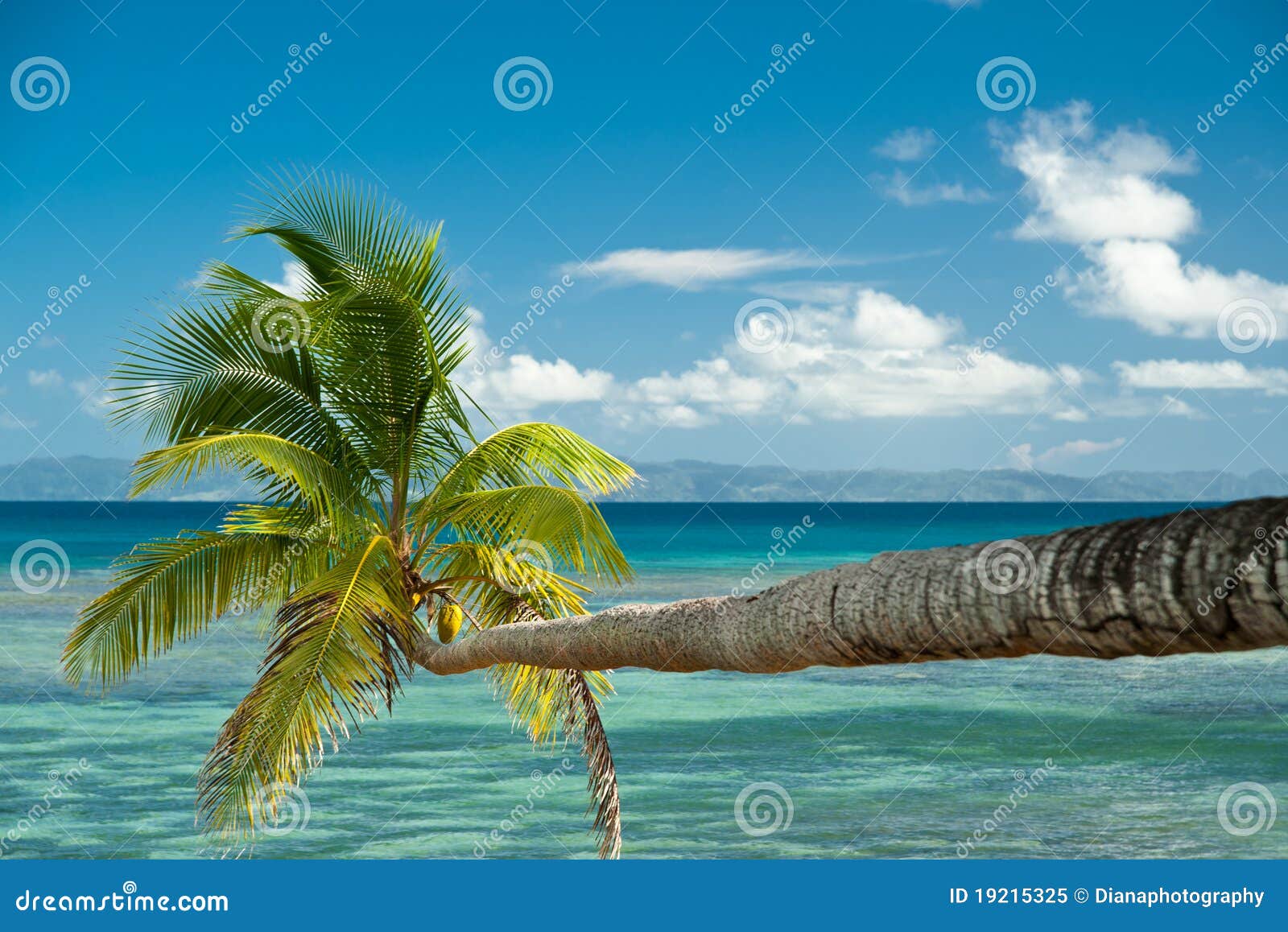 Palm tree over water stock image. Image of ocean, coconut - 19215325